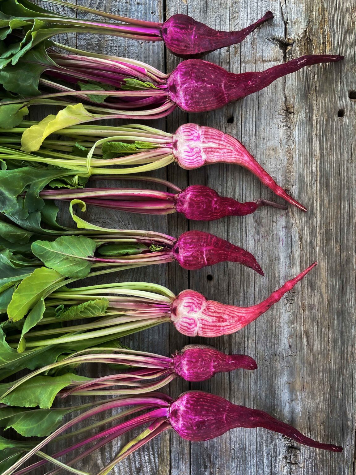 Buy Beetroot Red Toad Seeds | She Grows Veg