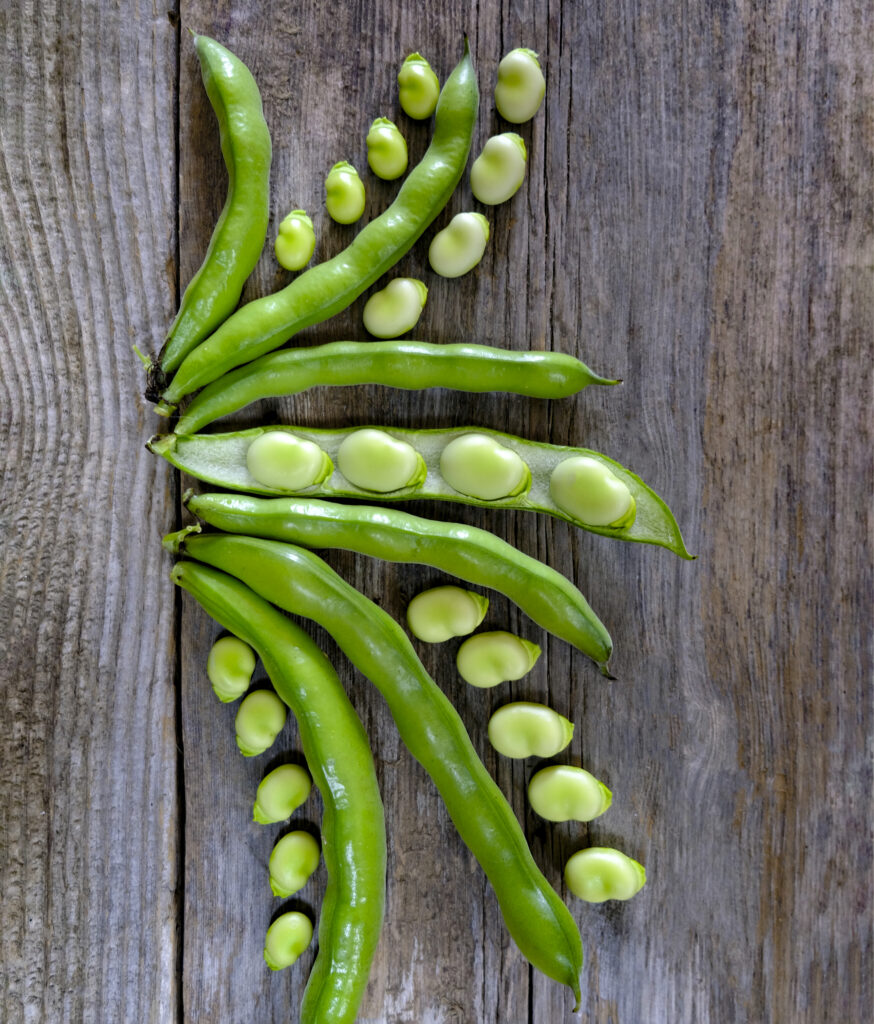 Buy Broad Bean Dreadnought Seeds | She Grows Veg