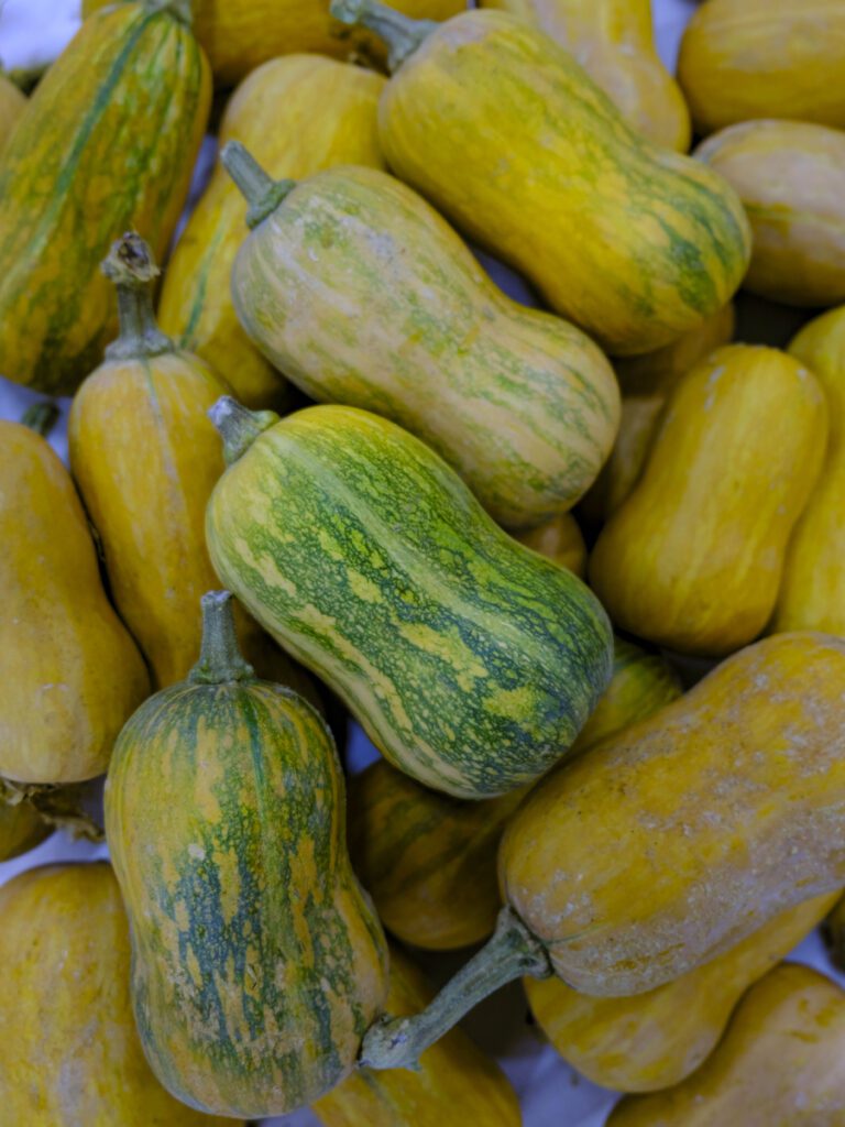 Buy Butternut Squash Honeynut Seeds | She Grows Veg