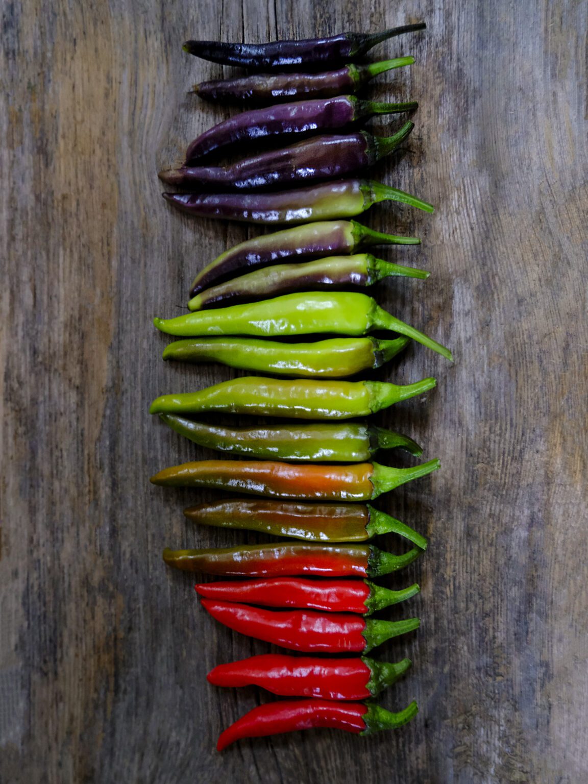 Buy Chilli Pepper Zimbabwe Black Seeds | She Grows Veg