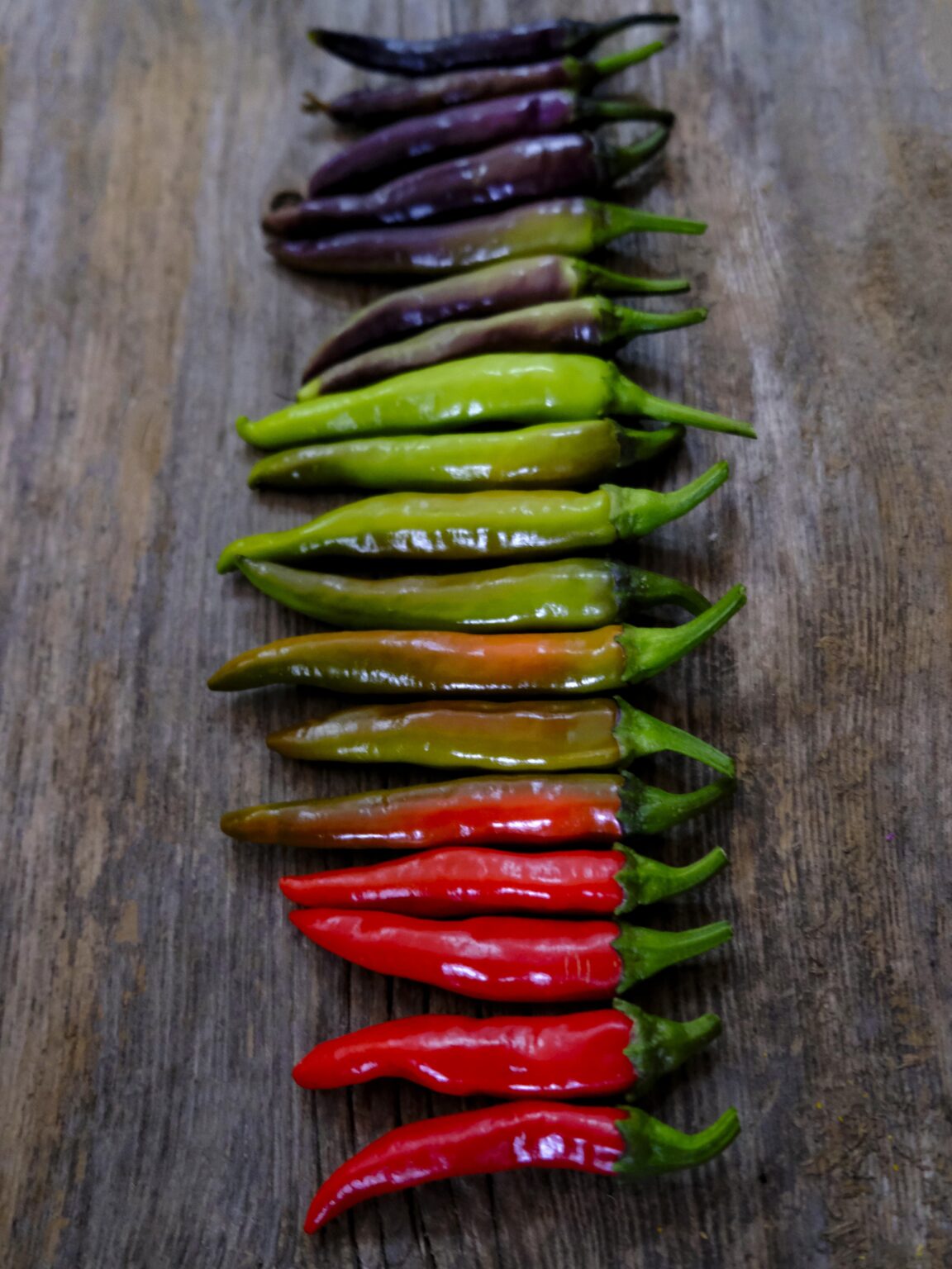 Buy Chilli Pepper Zimbabwe Black Seeds | She Grows Veg