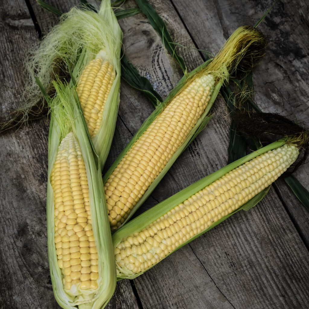 Buy Sweetcorn Golden Bantam Seeds | She Grows Veg