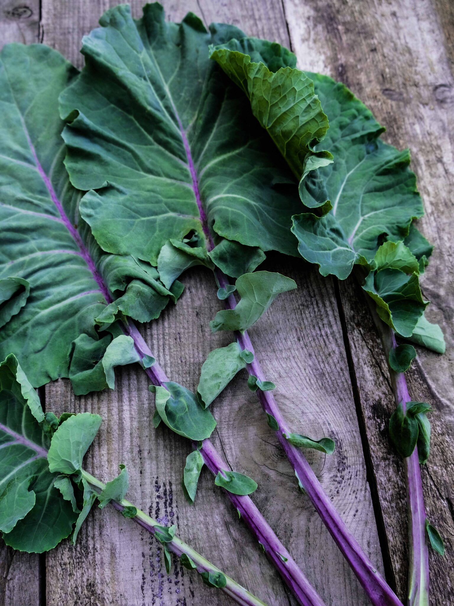 Buy Kale Cottagers Seeds | She Grows Veg