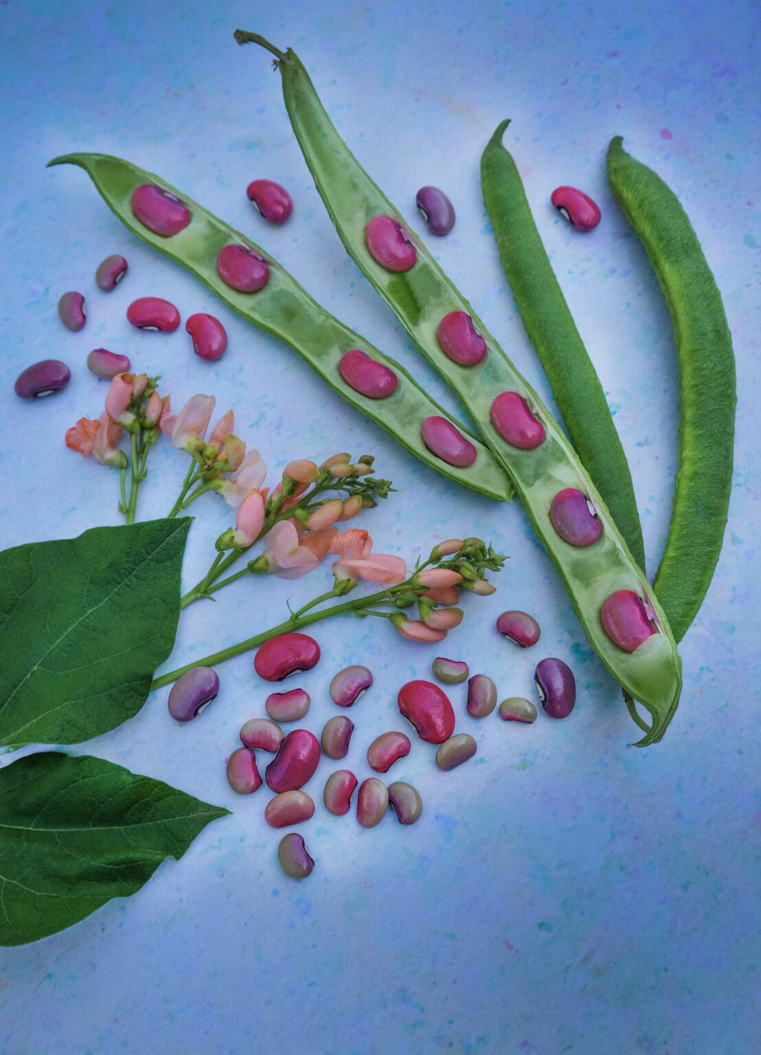 Buy Runner Bean Sunset Seeds | She Grows Veg