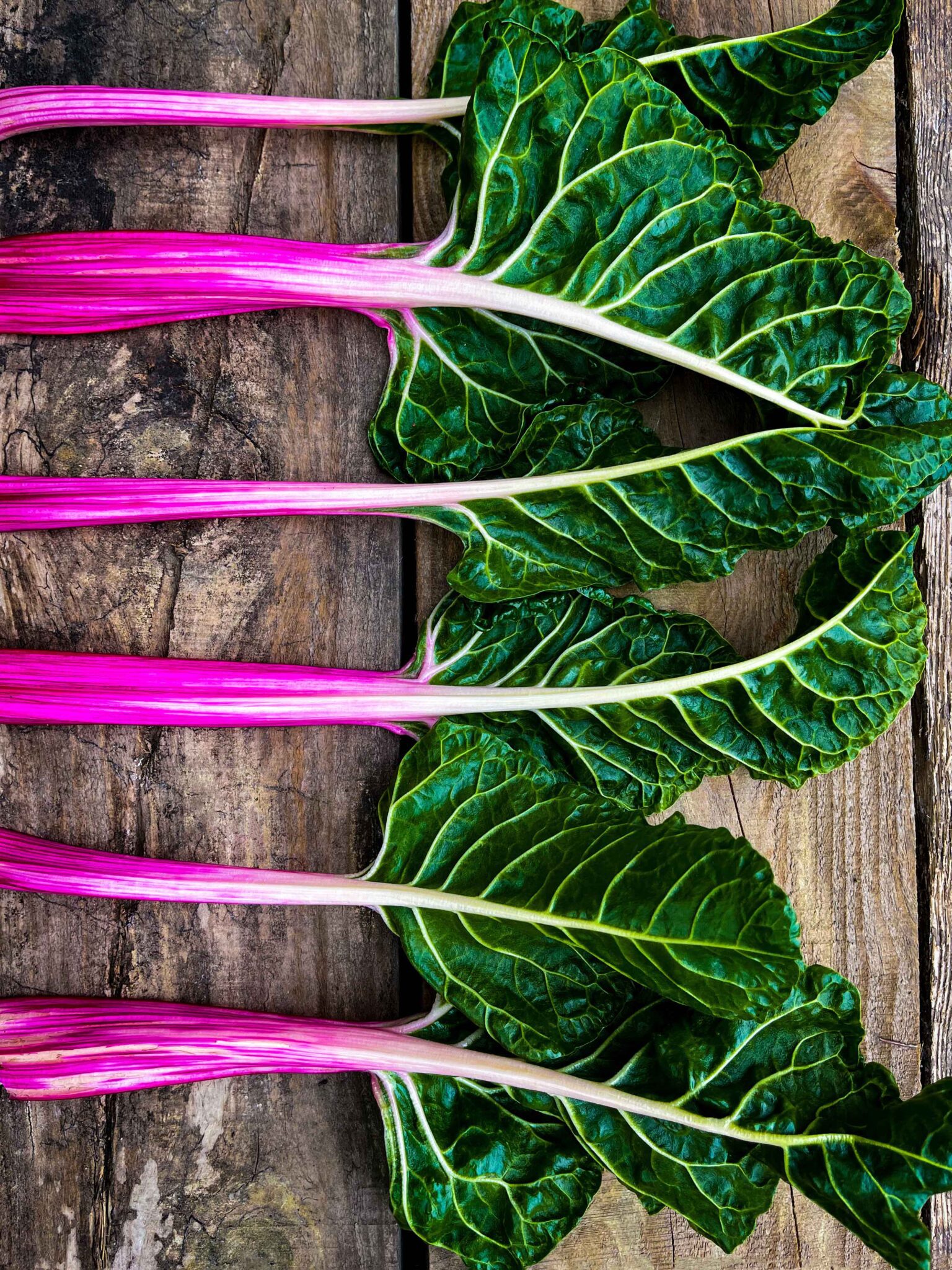 Buy Swiss Chard Peppermint Seeds | She Grows Veg