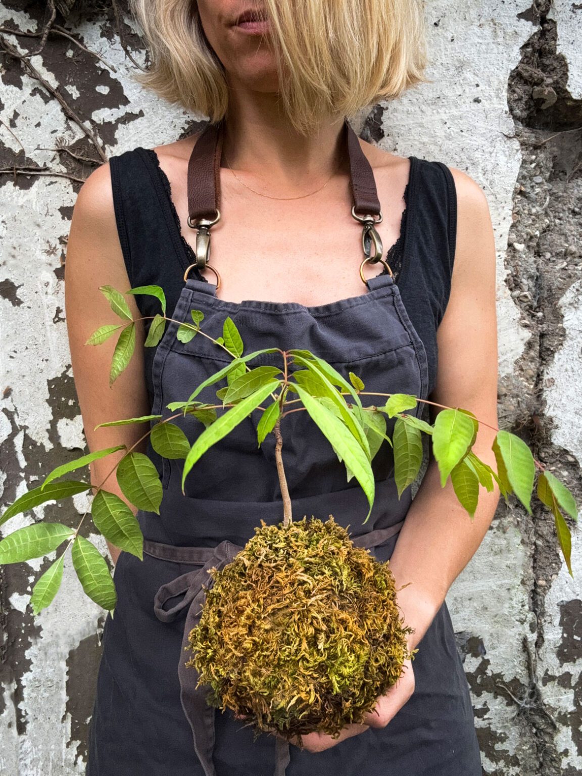 Buy Edible Tree Beef and Onion Tree Seeds | She Grows Veg