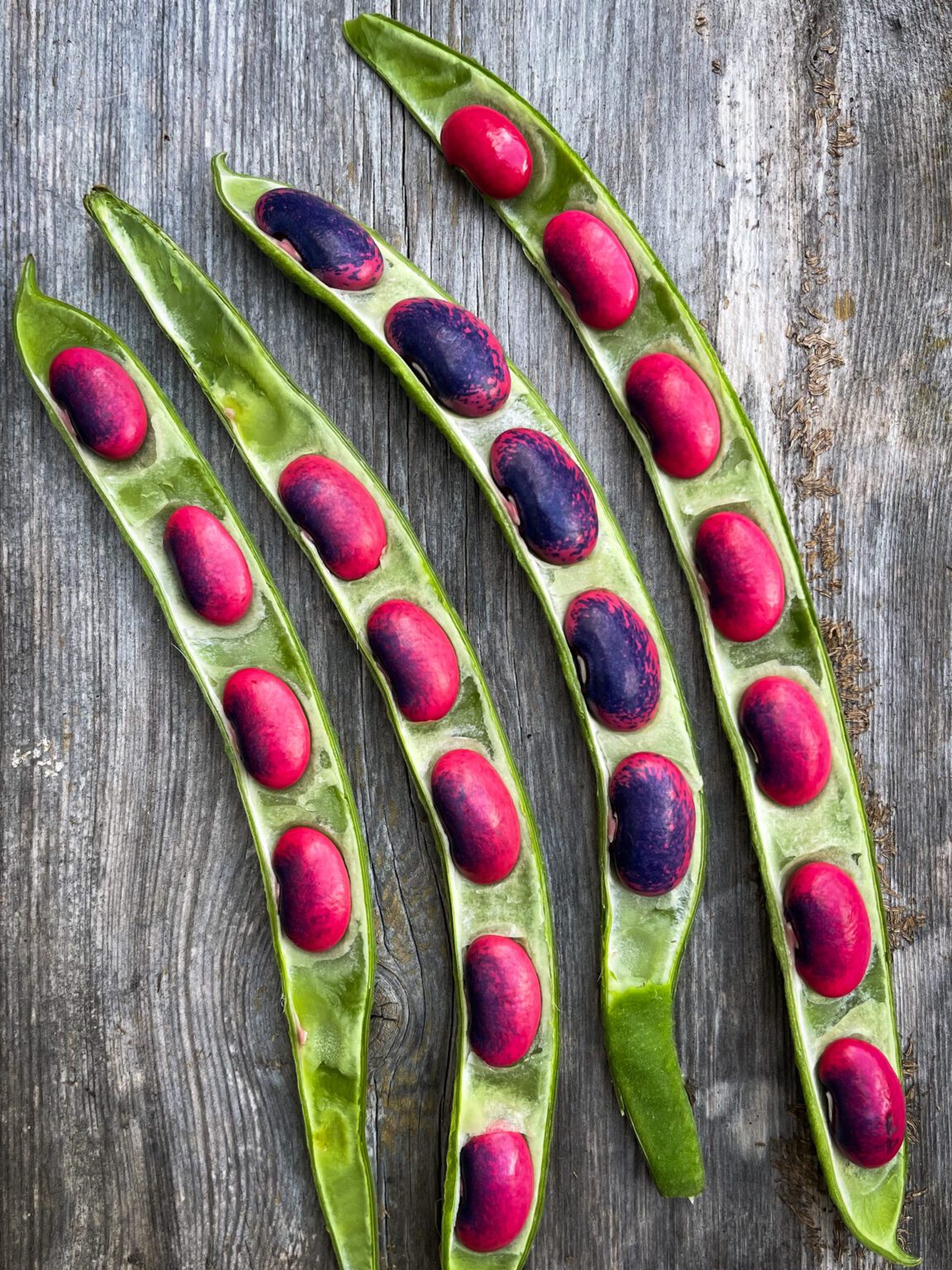 Buy Runner Bean Sunset Seeds | She Grows Veg