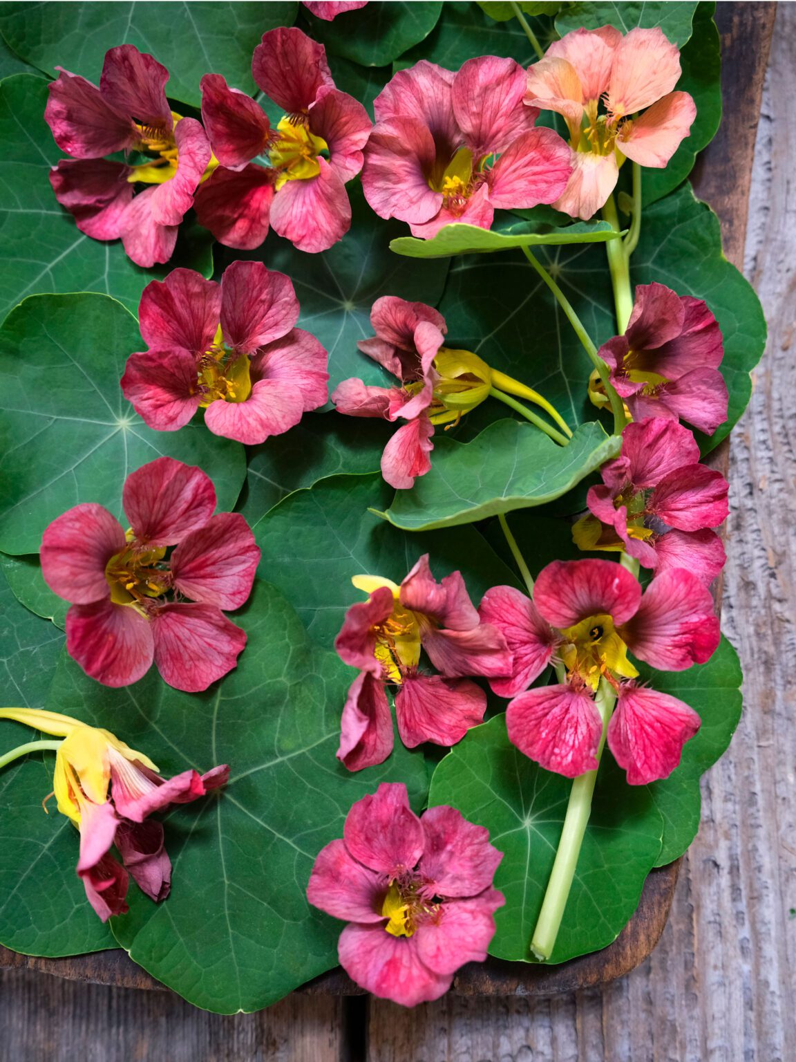 Buy Nasturtium Purple Emperor Seeds | She Grows Veg
