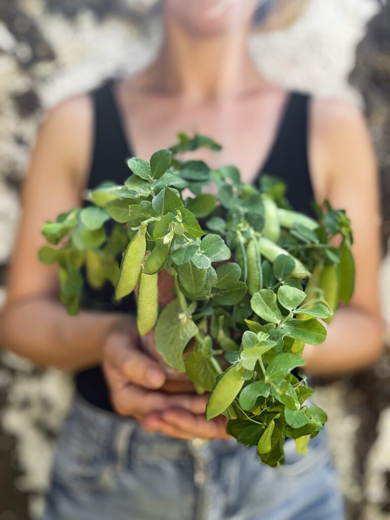 Buy Dwarf Pea Tom Thumb Seeds | She Grows Veg