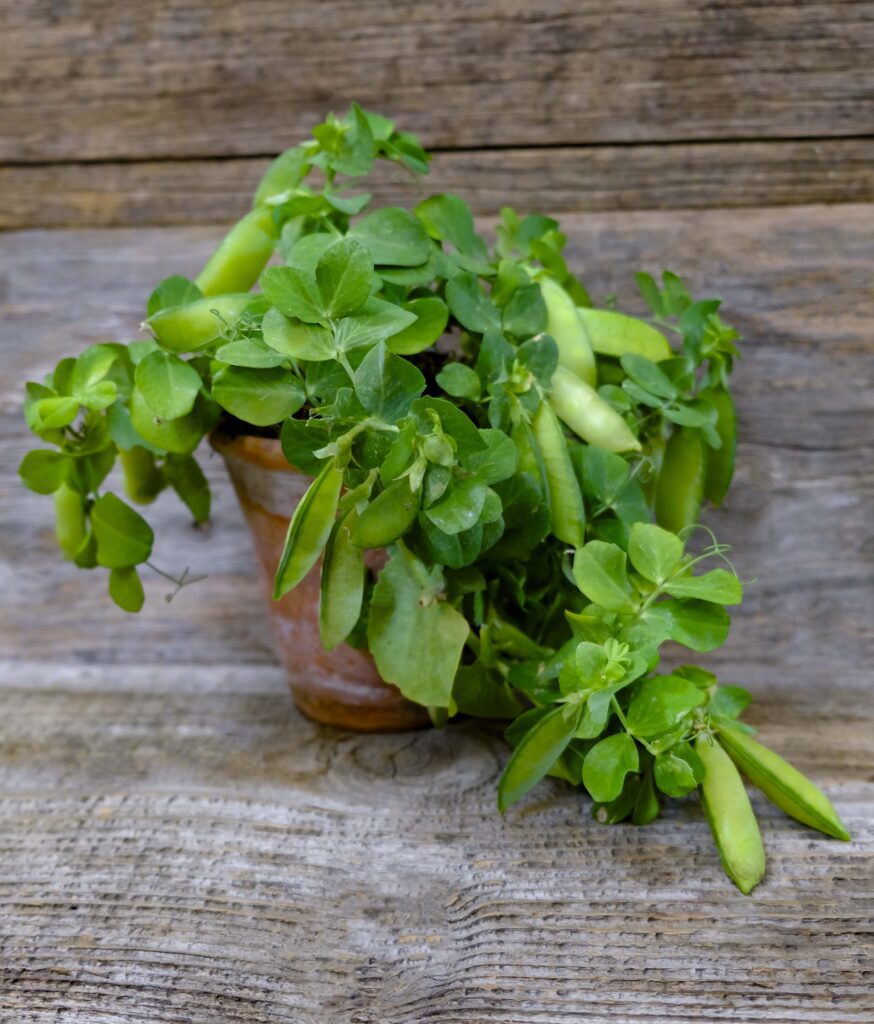 Buy Dwarf Pea Tom Thumb Seeds | She Grows Veg