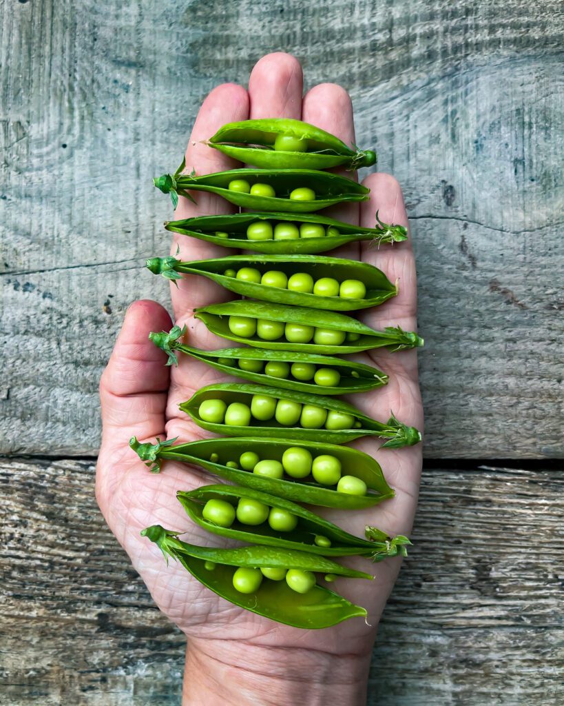 Buy Dwarf Pea Tom Thumb Seeds | She Grows Veg