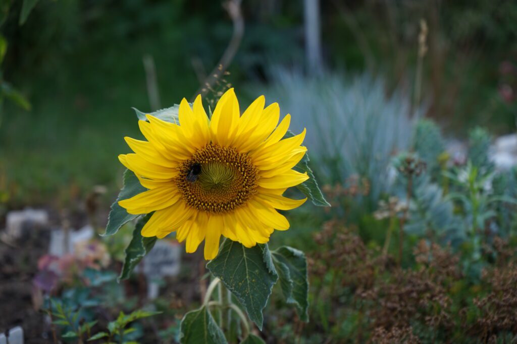 Buy Dwarf Sunflower Sunspot Seeds | She Grows Veg