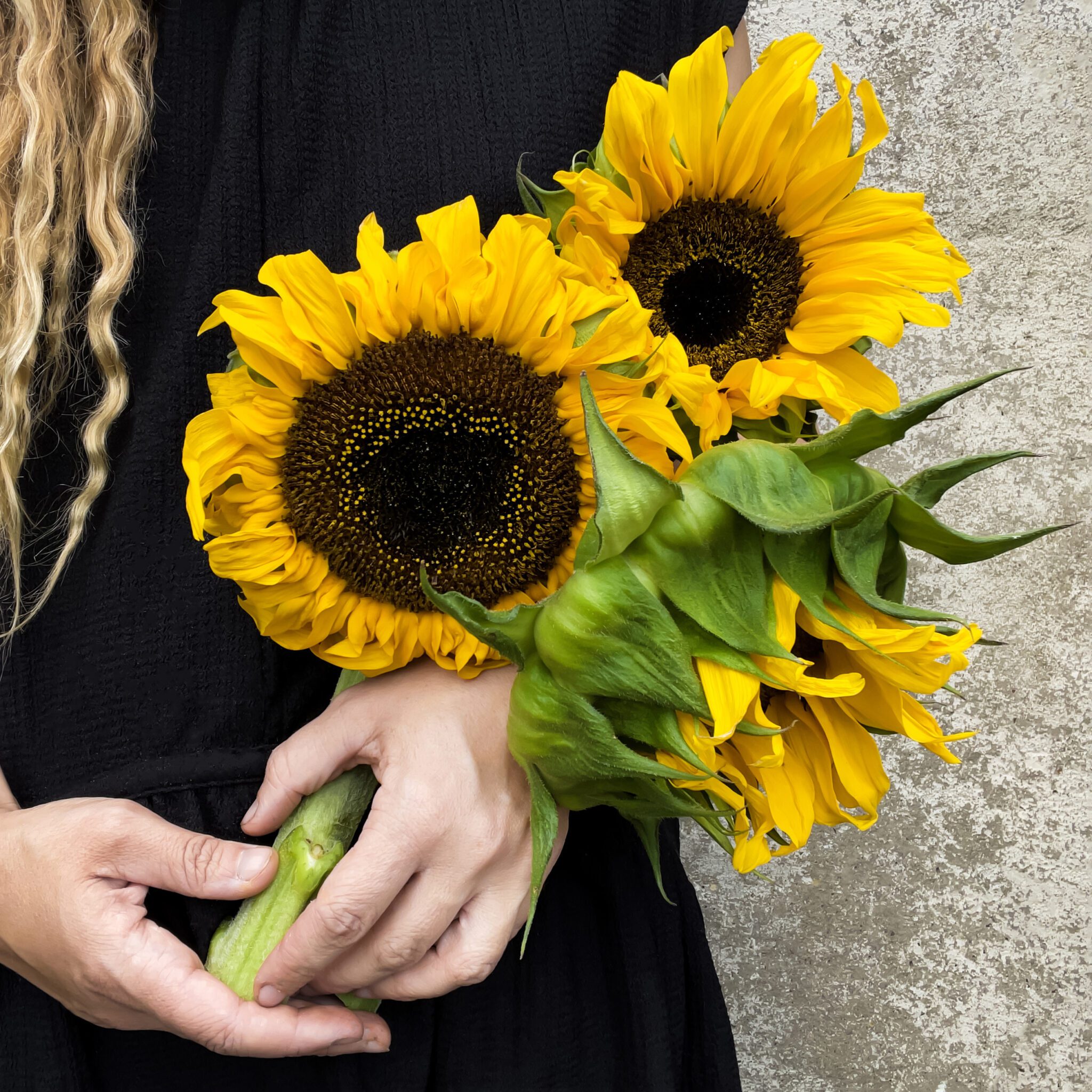 Buy Dwarf Sunflower Sunspot Seeds | She Grows Veg