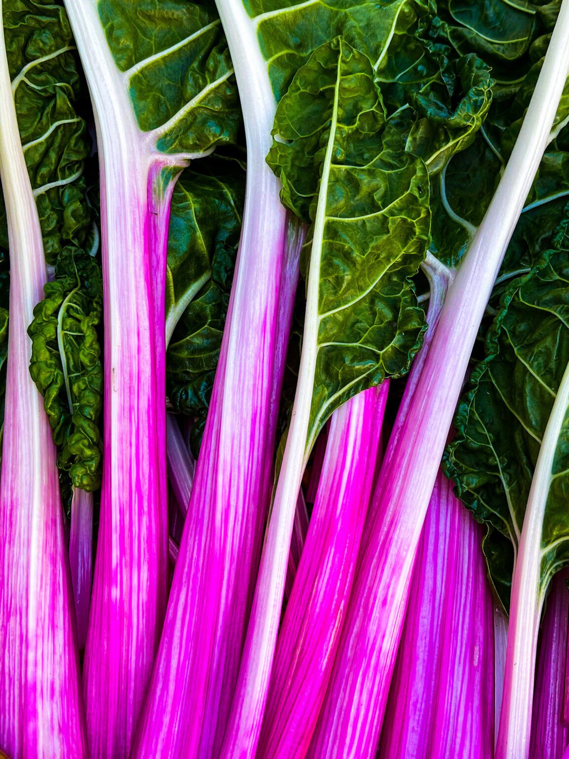 Buy Swiss Chard Peppermint Seeds | She Grows Veg