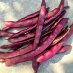 Buy Dwarf Bean Red Swan Seeds | She Grows Veg