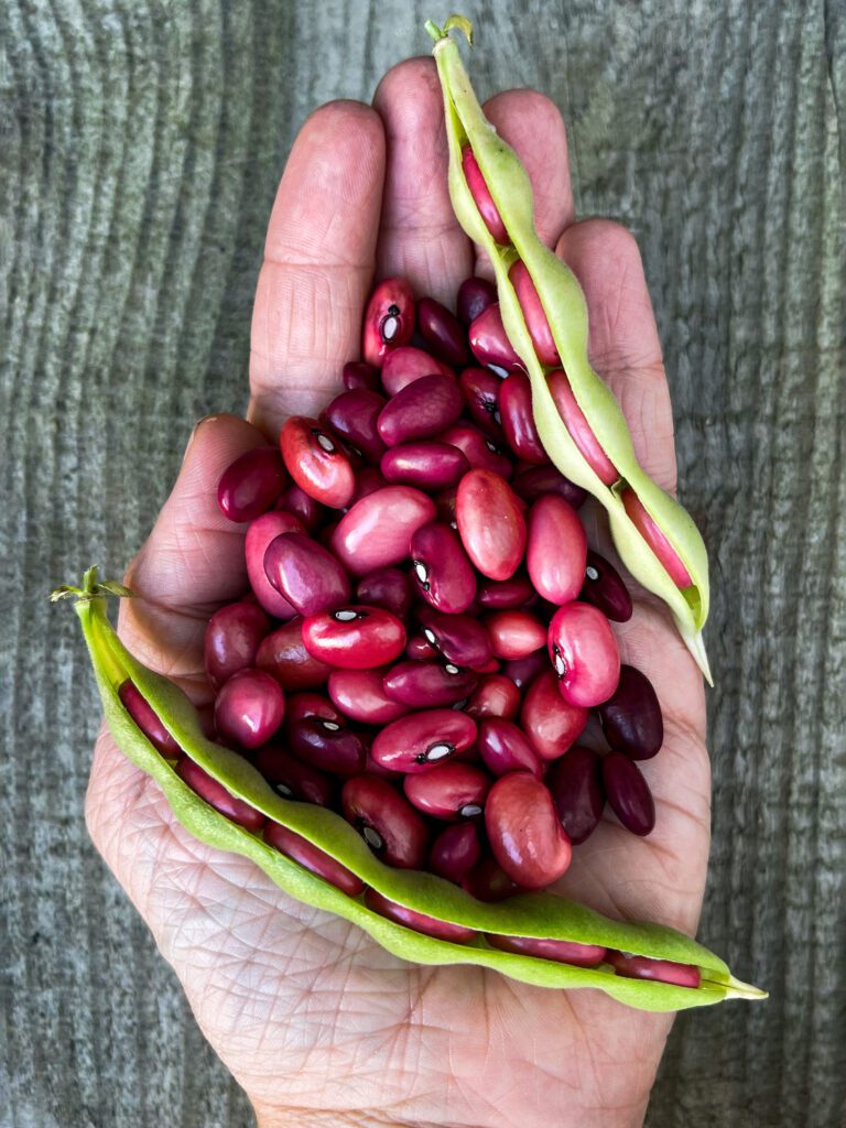 Buy Semi Dwarf Bean Hidatsa Red Seeds | She Grows Veg