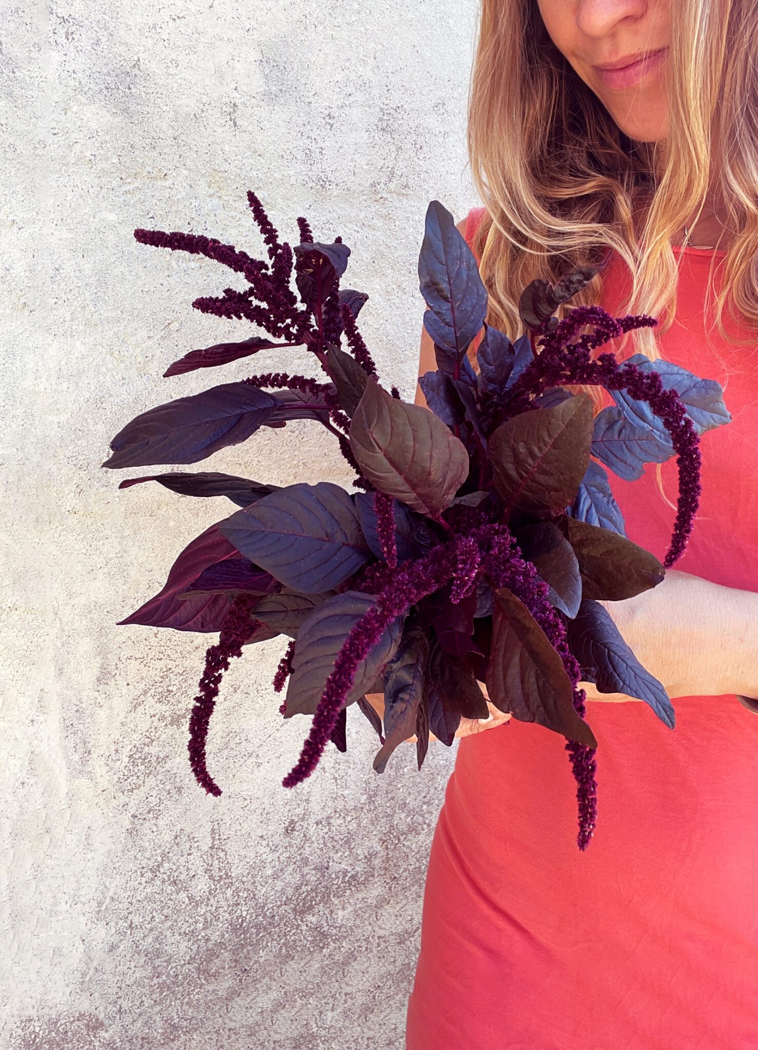Buy Purple Veg Pack (with gift bag) Seeds | She Grows Veg