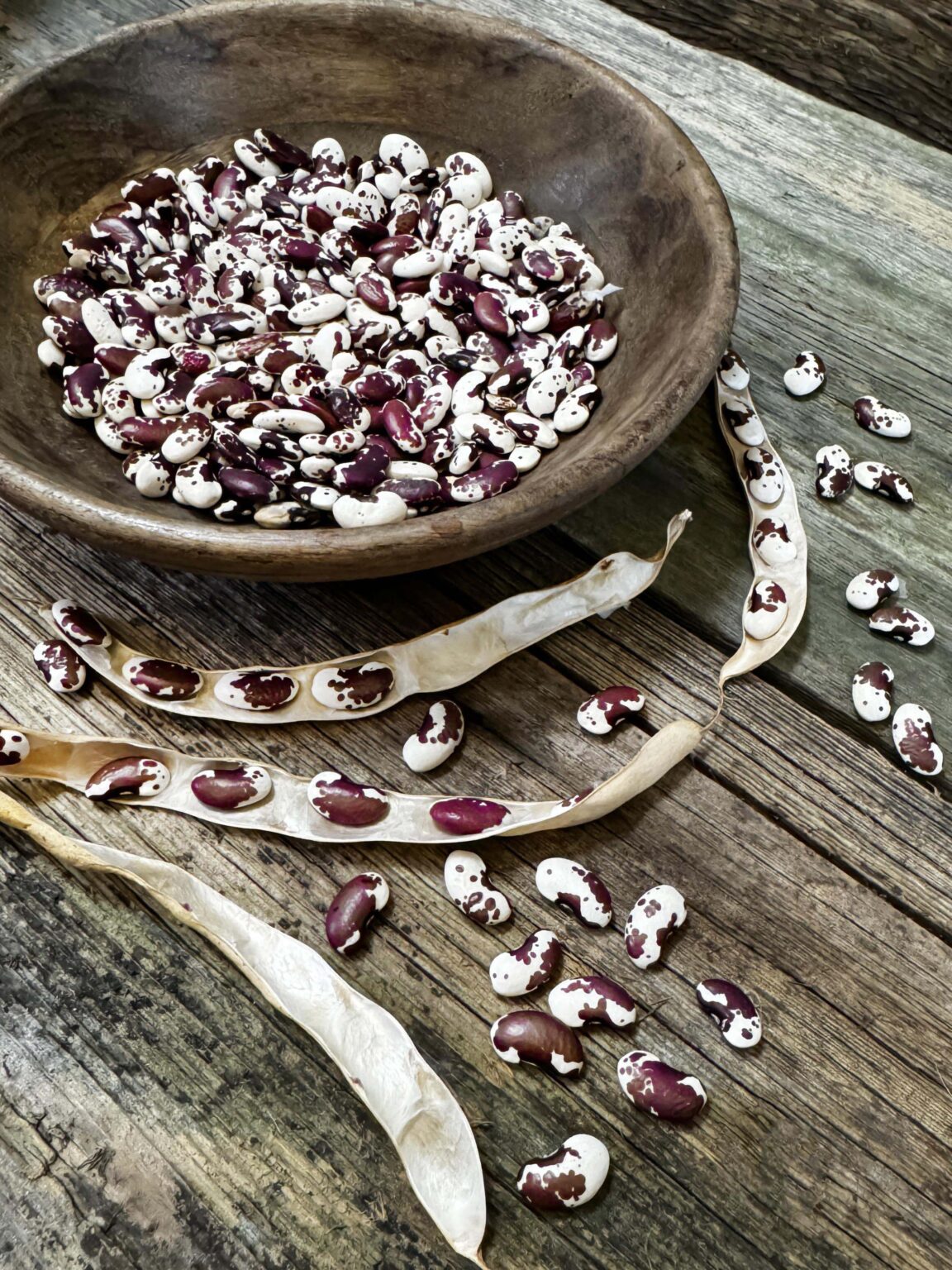 Buy French Bean 1500 Year Old Cave Bean Seeds | She Grows Veg