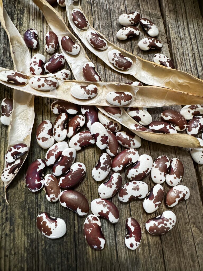 Buy French Bean 1500 Year Old Cave Bean Seeds | She Grows Veg