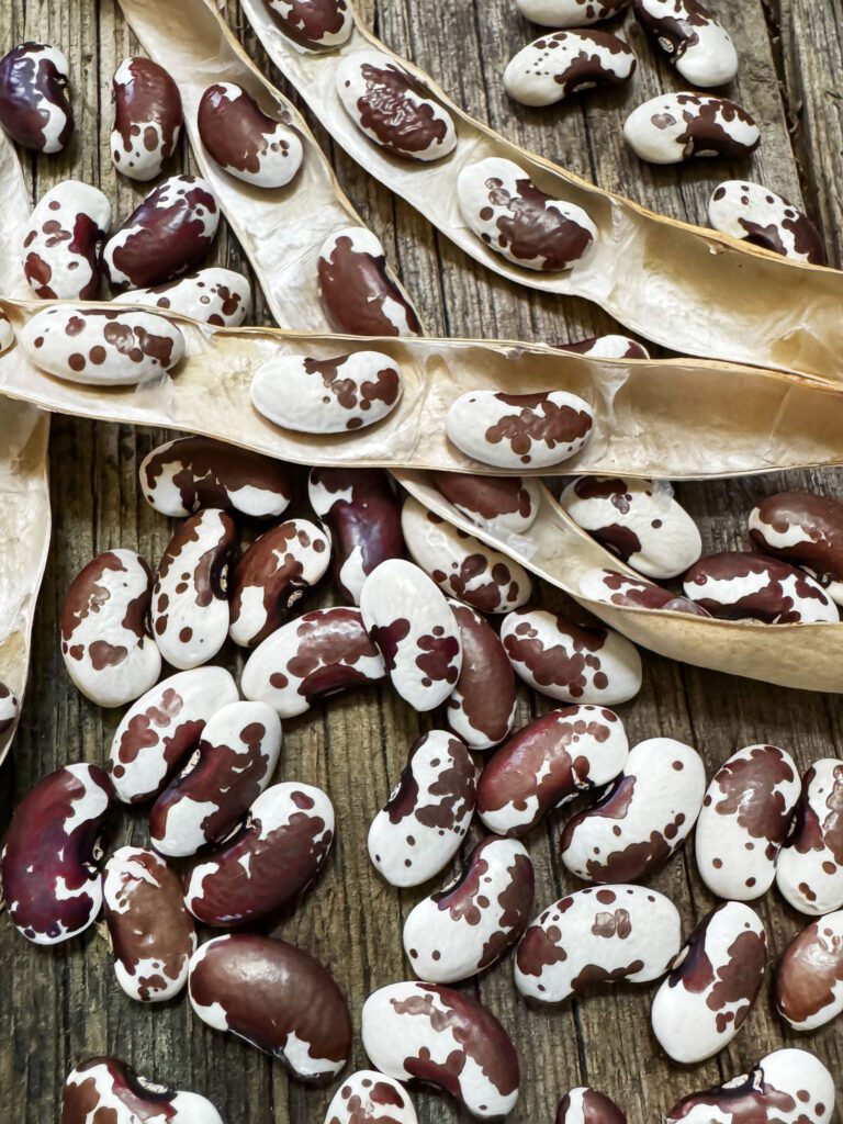 Buy French Bean 1500 Year Old Cave Bean Seeds | She Grows Veg