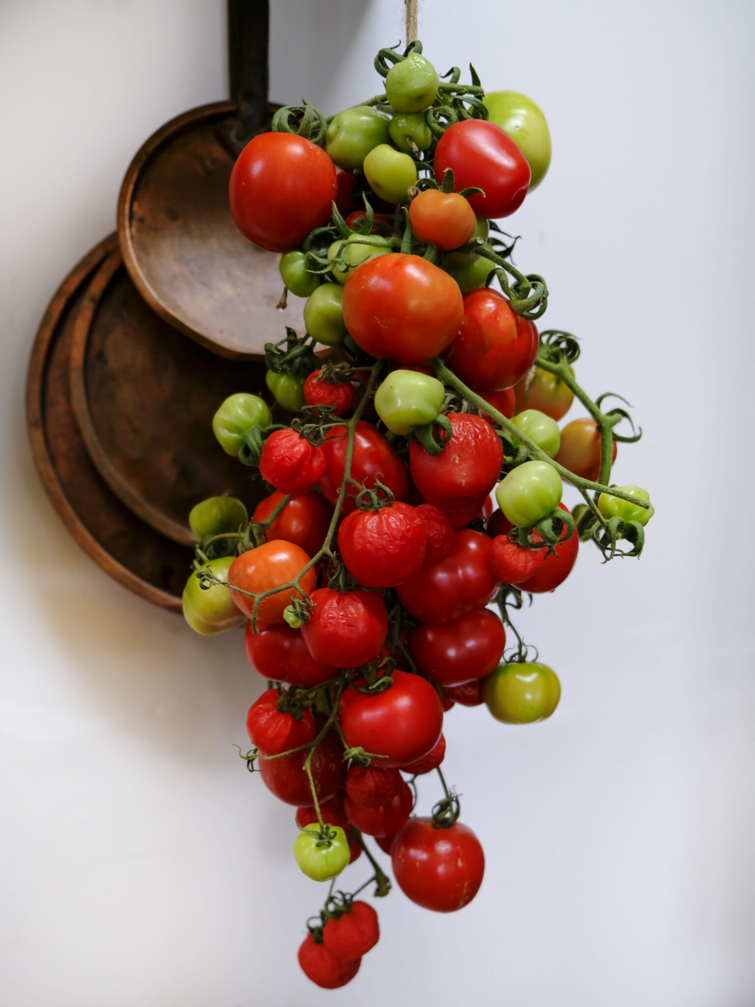 How to Hang Your Storage Tomatoes | She Grows Veg