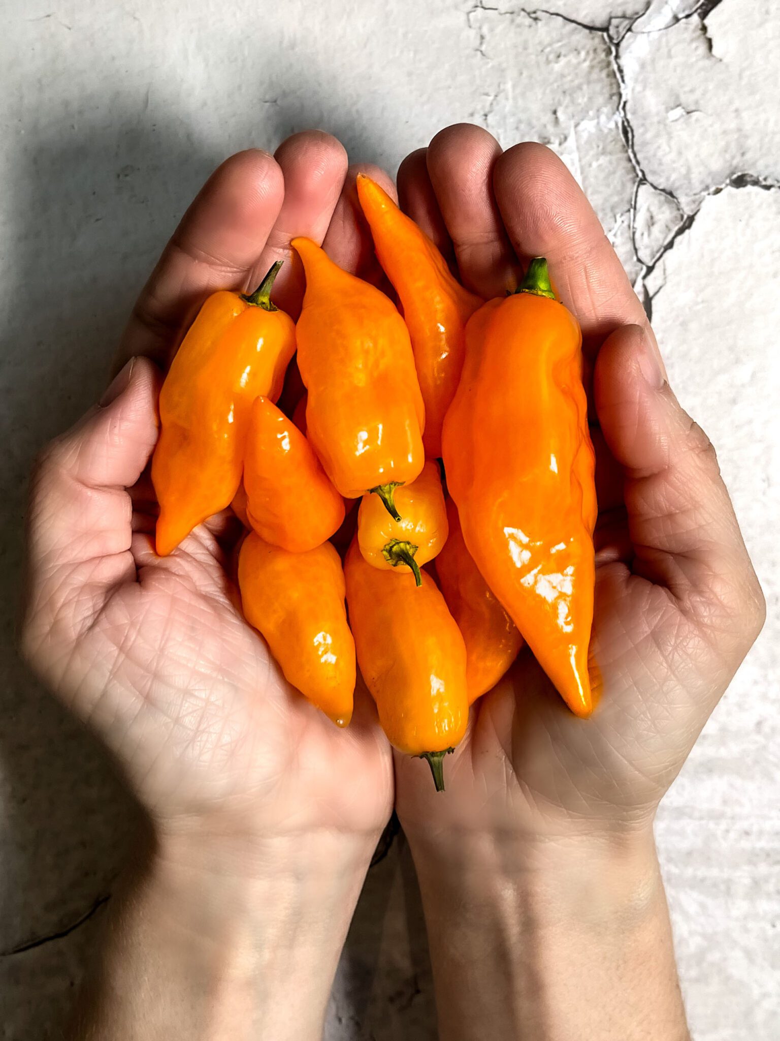 Buy Sweet Pepper Habanada Seeds | She Grows Veg