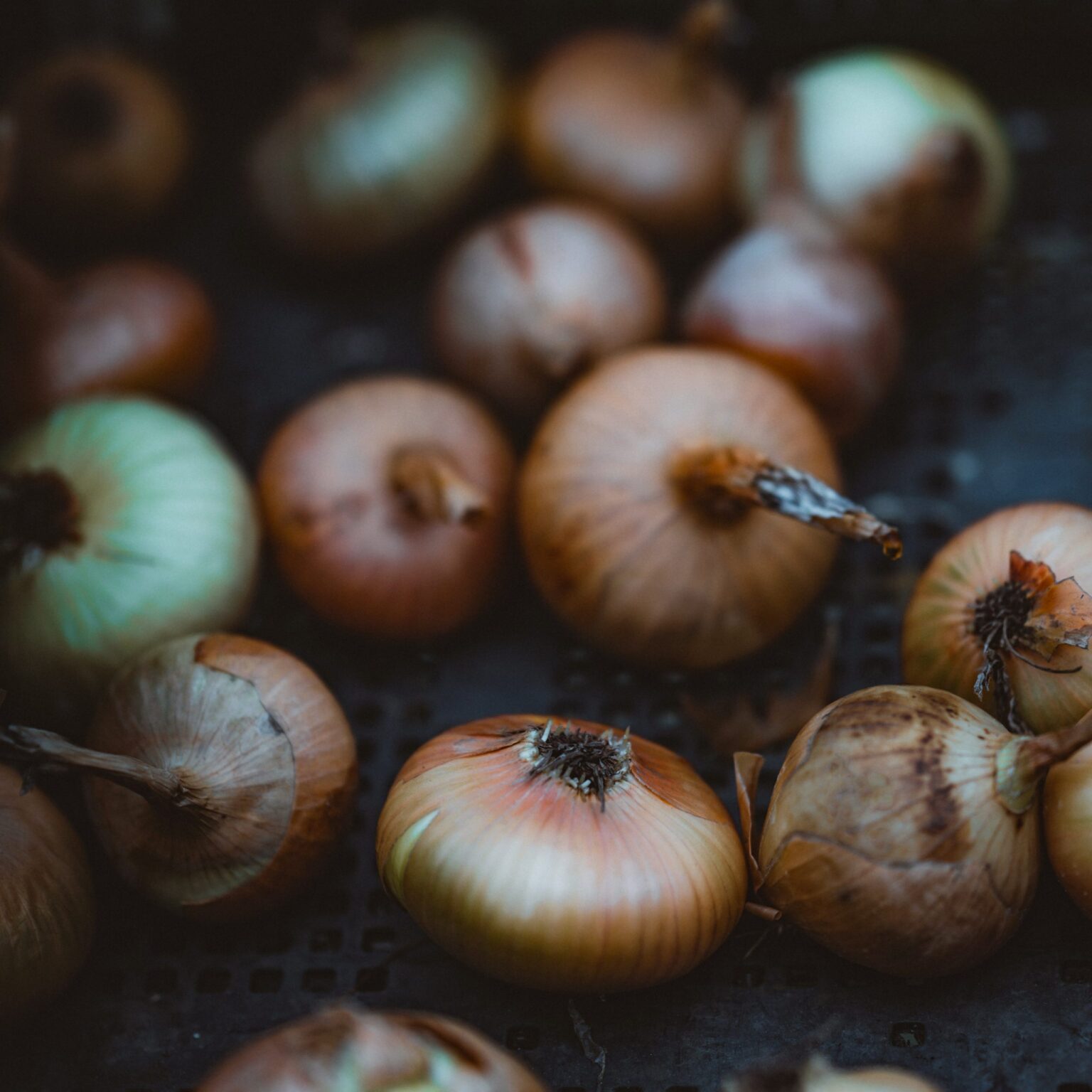 How to Protect Onions and Leeks from Thrips Damage | She Grows Veg