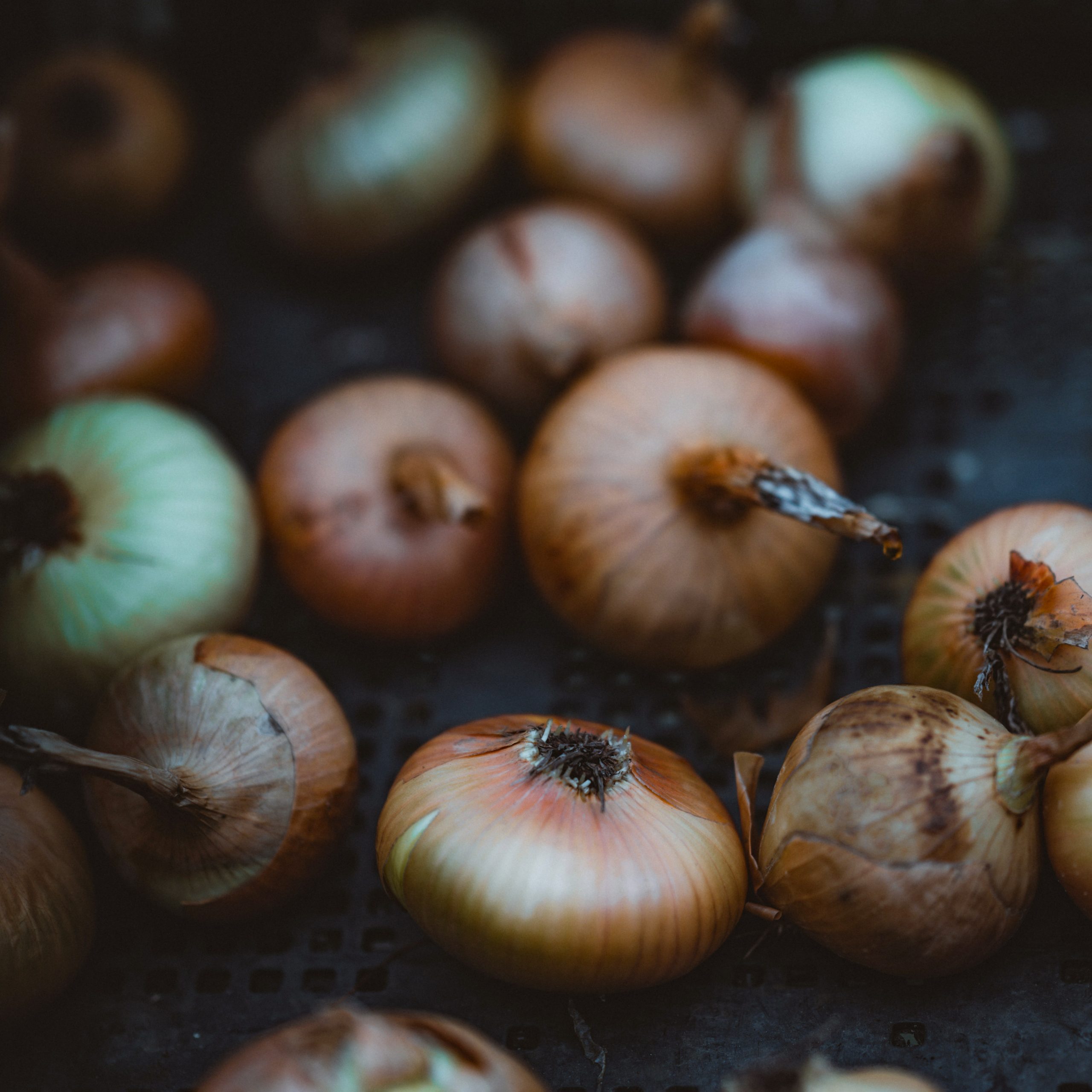 How to Prevent and Manage White Rot on Onions and Garlic | She Grows Veg