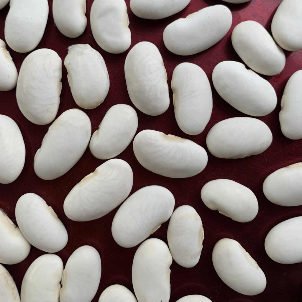 Buy Runner Bean Czar Seeds | She Grows Veg
