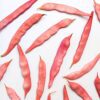 Buy Dwarf Bean Red Swan Seeds | She Grows Veg