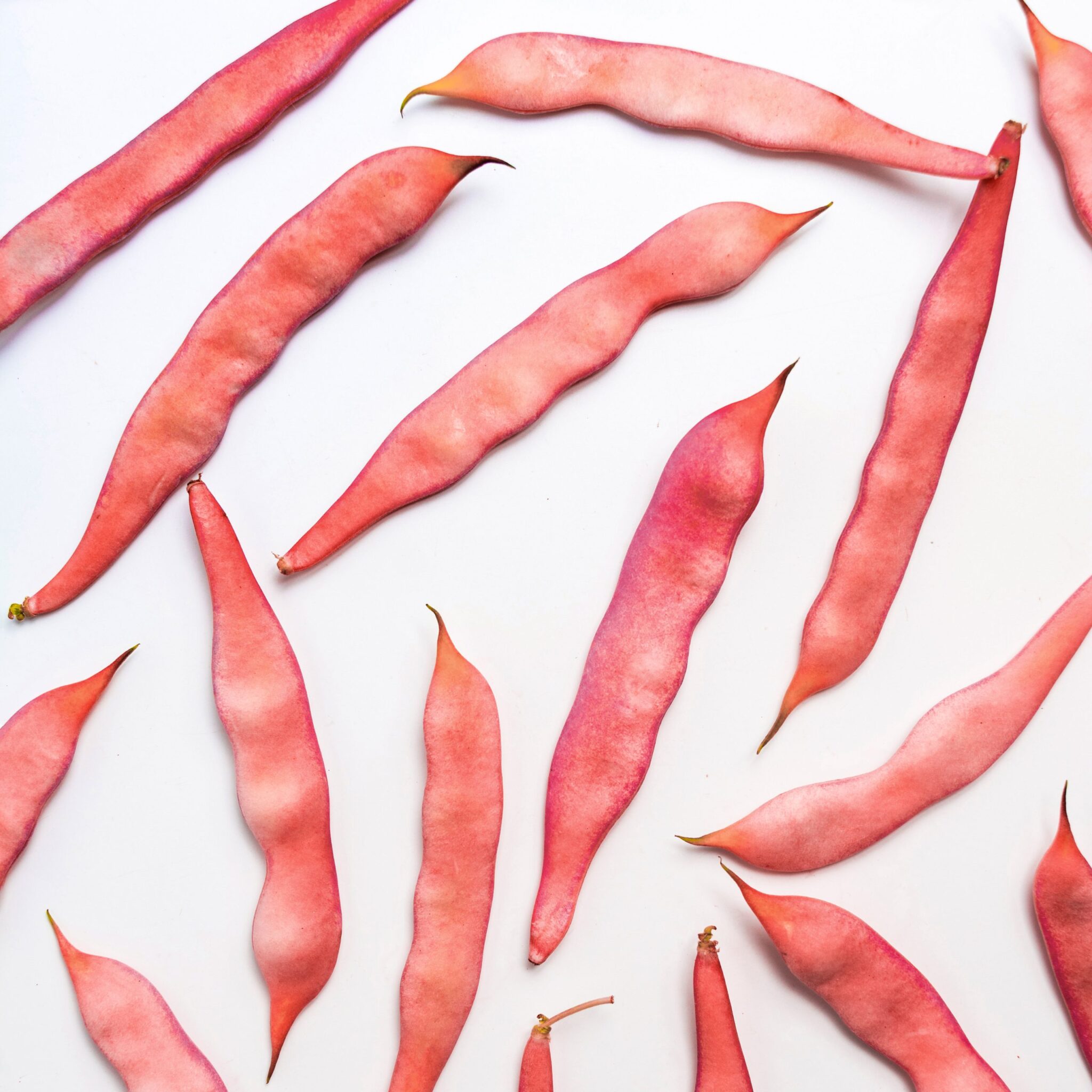 Buy Dwarf Bean Red Swan Seeds | She Grows Veg