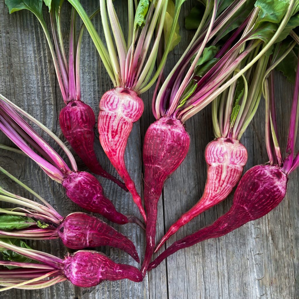 Buy Beetroot Red Toad Seeds | She Grows Veg