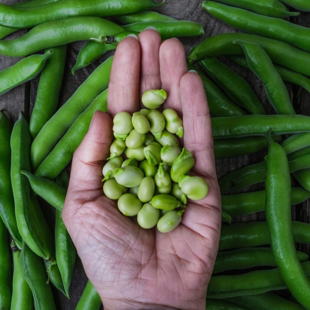 Buy Dwarf Broad Bean Oscar Seeds | She Grows Veg