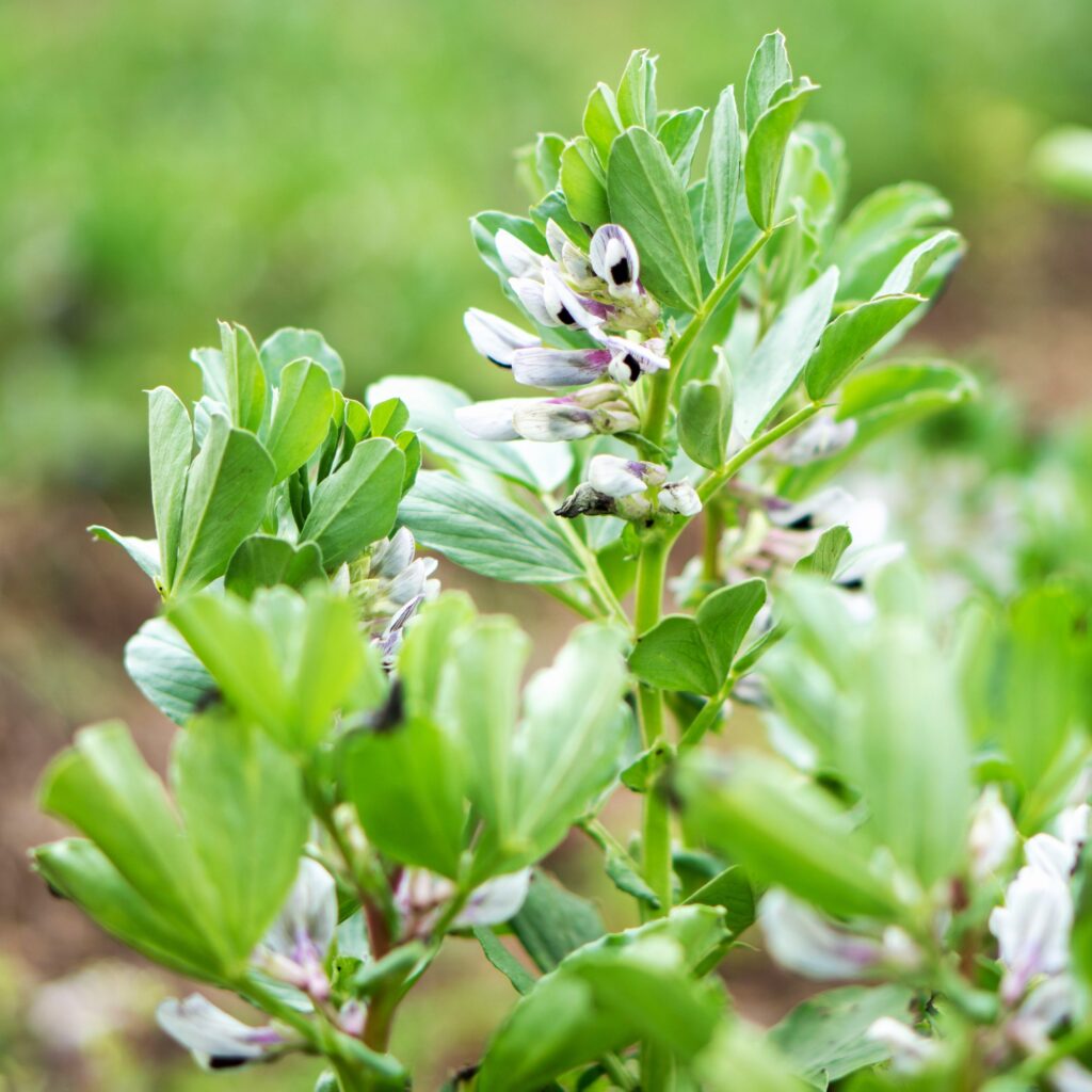 Buy Dwarf Broad Bean Oscar Seeds | She Grows Veg