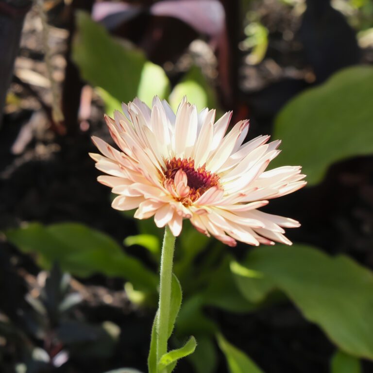 Buy Calendula Pink Surprise Seeds | She Grows Veg