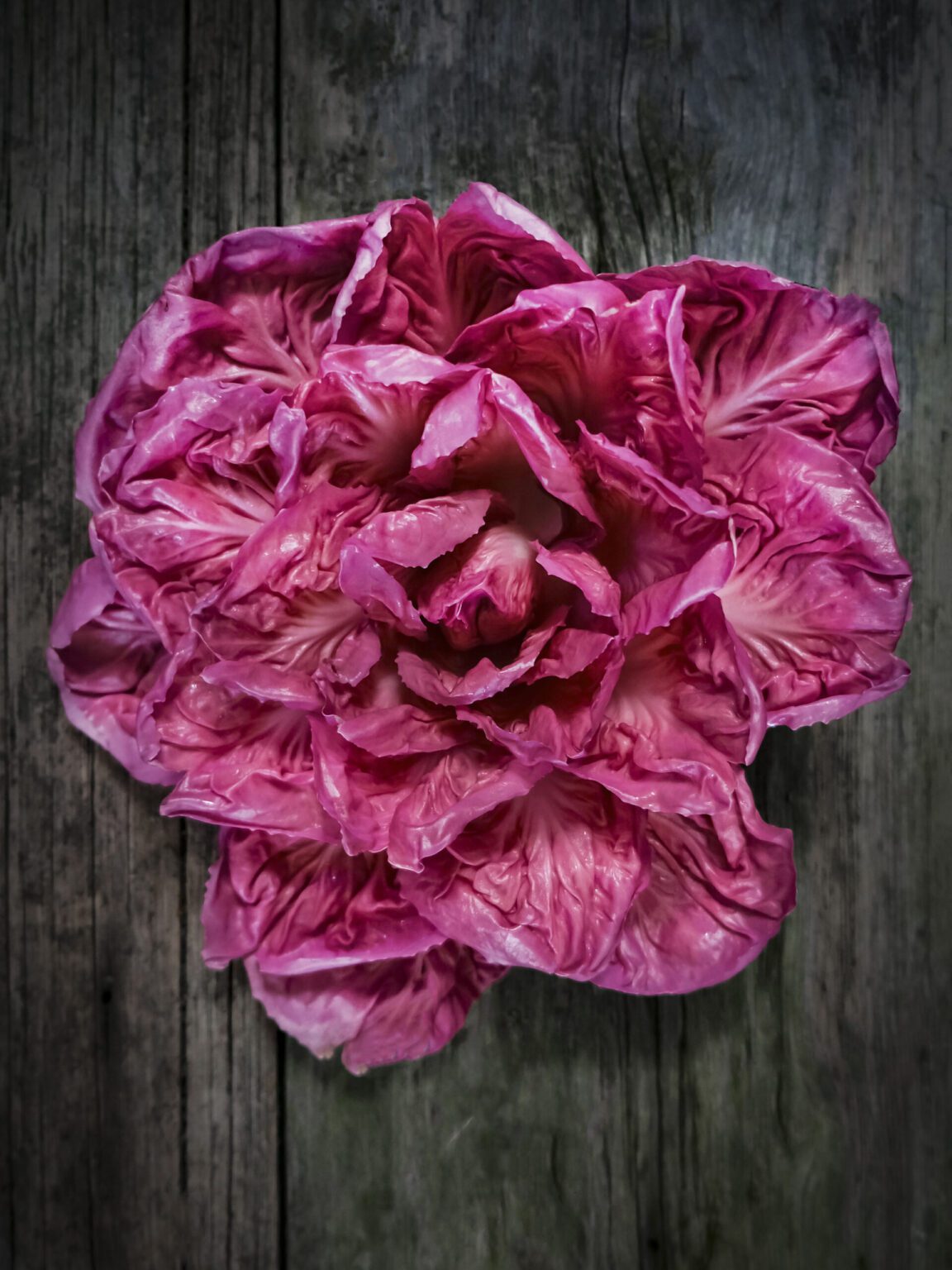 Buy Chicory Rose of Venice Seeds | She Grows Veg