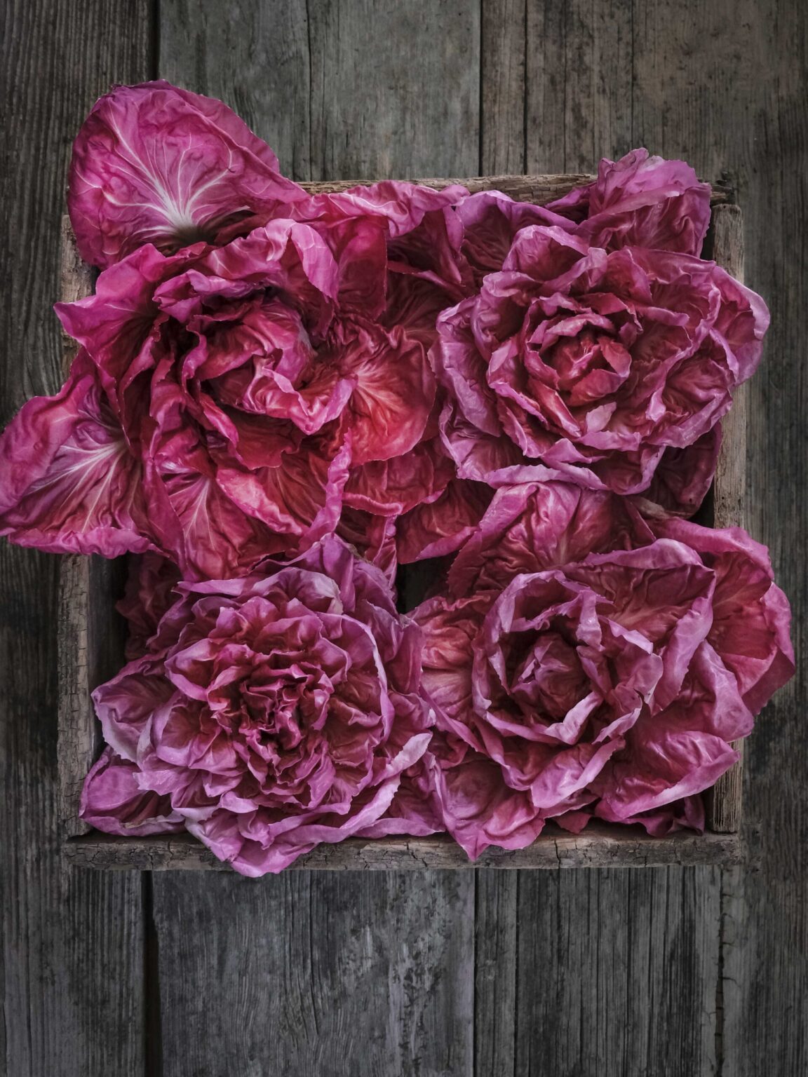 Buy Chicory Rose of Venice Seeds | She Grows Veg