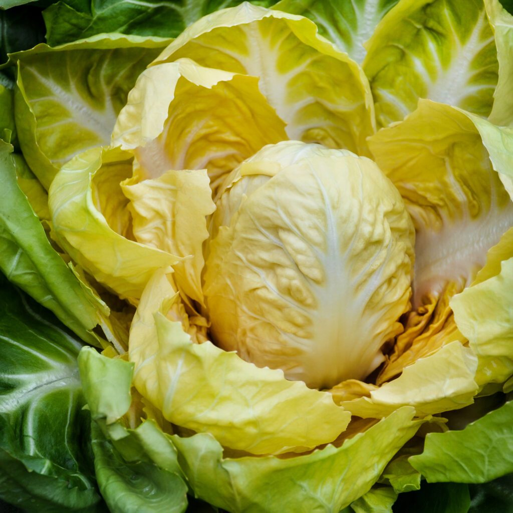 Buy Chicory Yellowstone Seeds | She Grows Veg