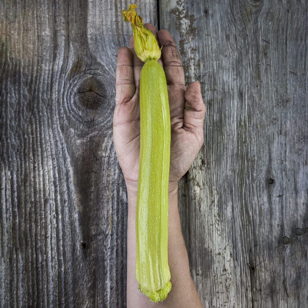 Buy Courgette Long White Seeds | She Grows Veg
