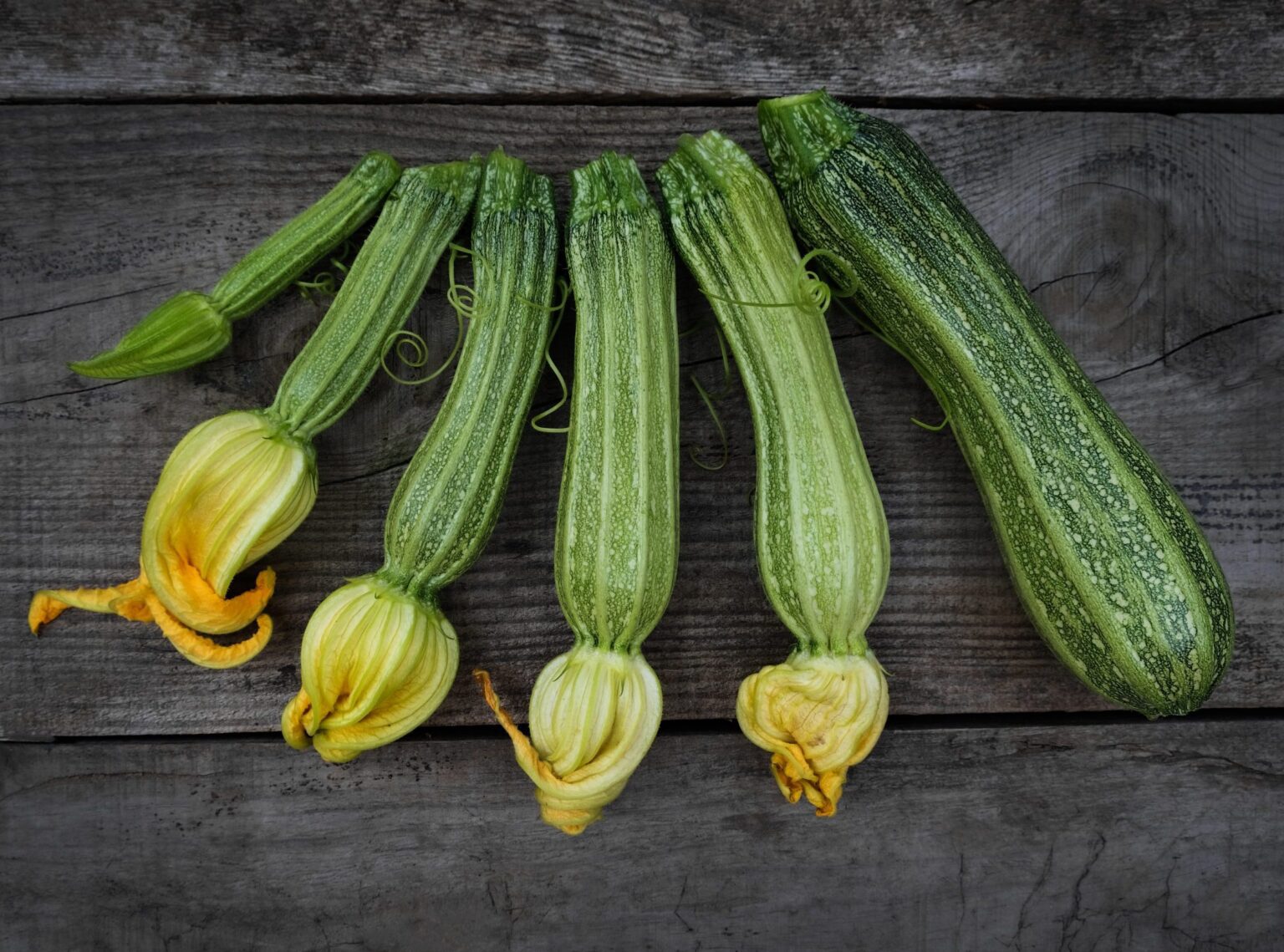 How to Sow and Grow Courgettes | She Grows Veg