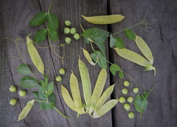 How to Sow and Grow Peas | She Grows Veg