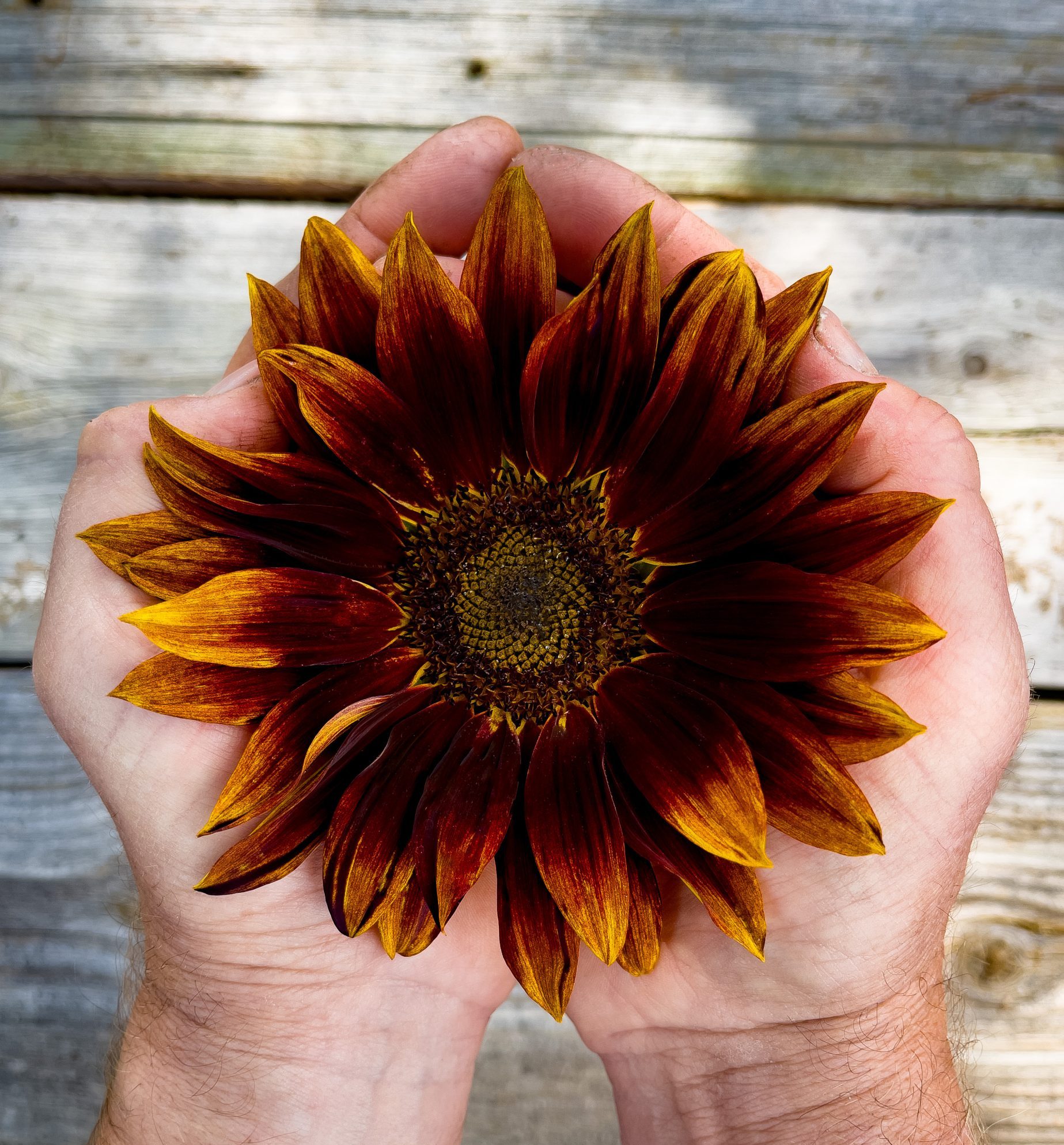 Four Surprising Ways to Eat Sunflowers | She Grows Veg