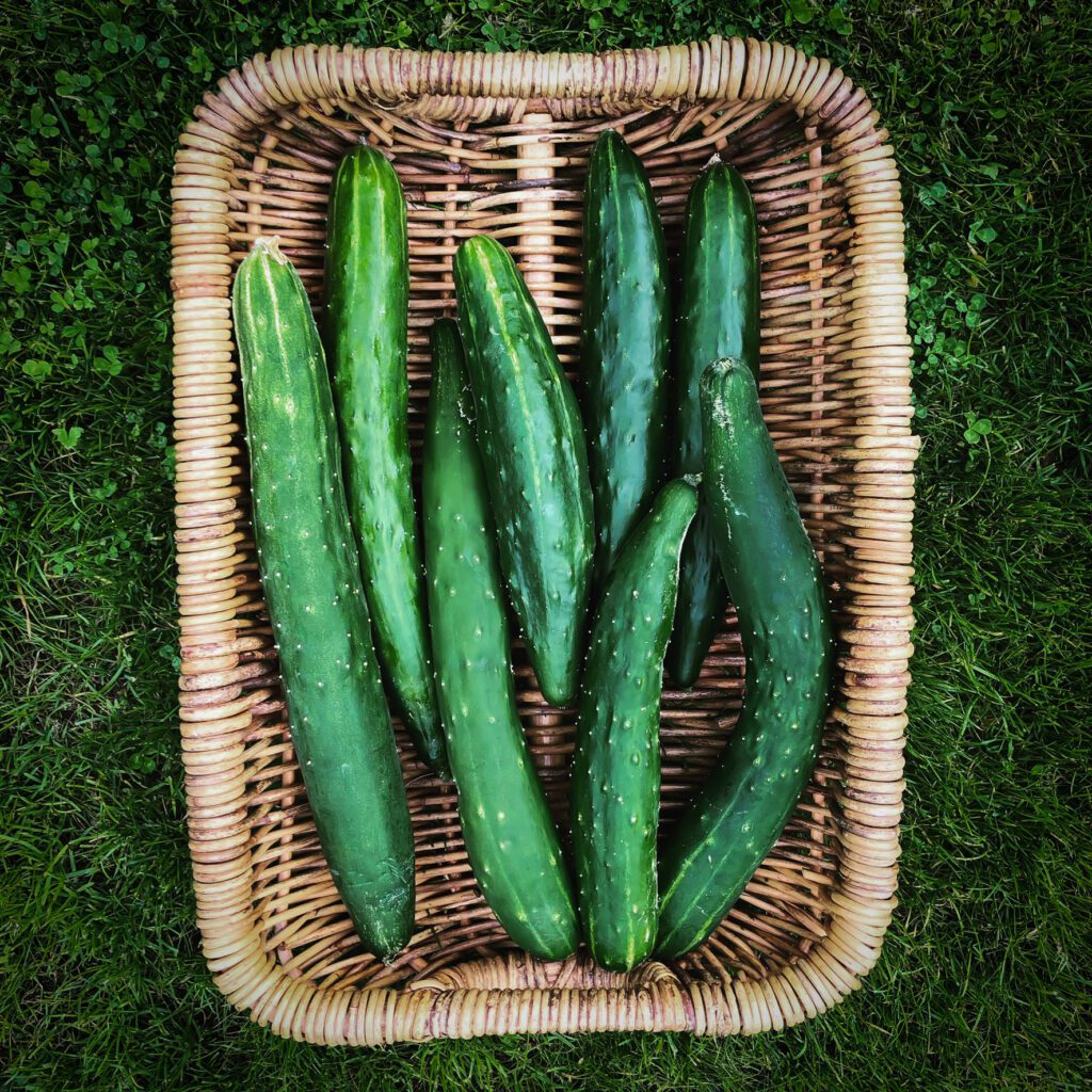 How to Prevent and Manage Mosaic Virus on Tomatoes, Cucumbers, and ...