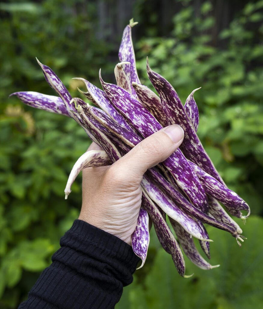 Buy Dwarf Bean Dragon's Tongue Seeds | She Grows Veg