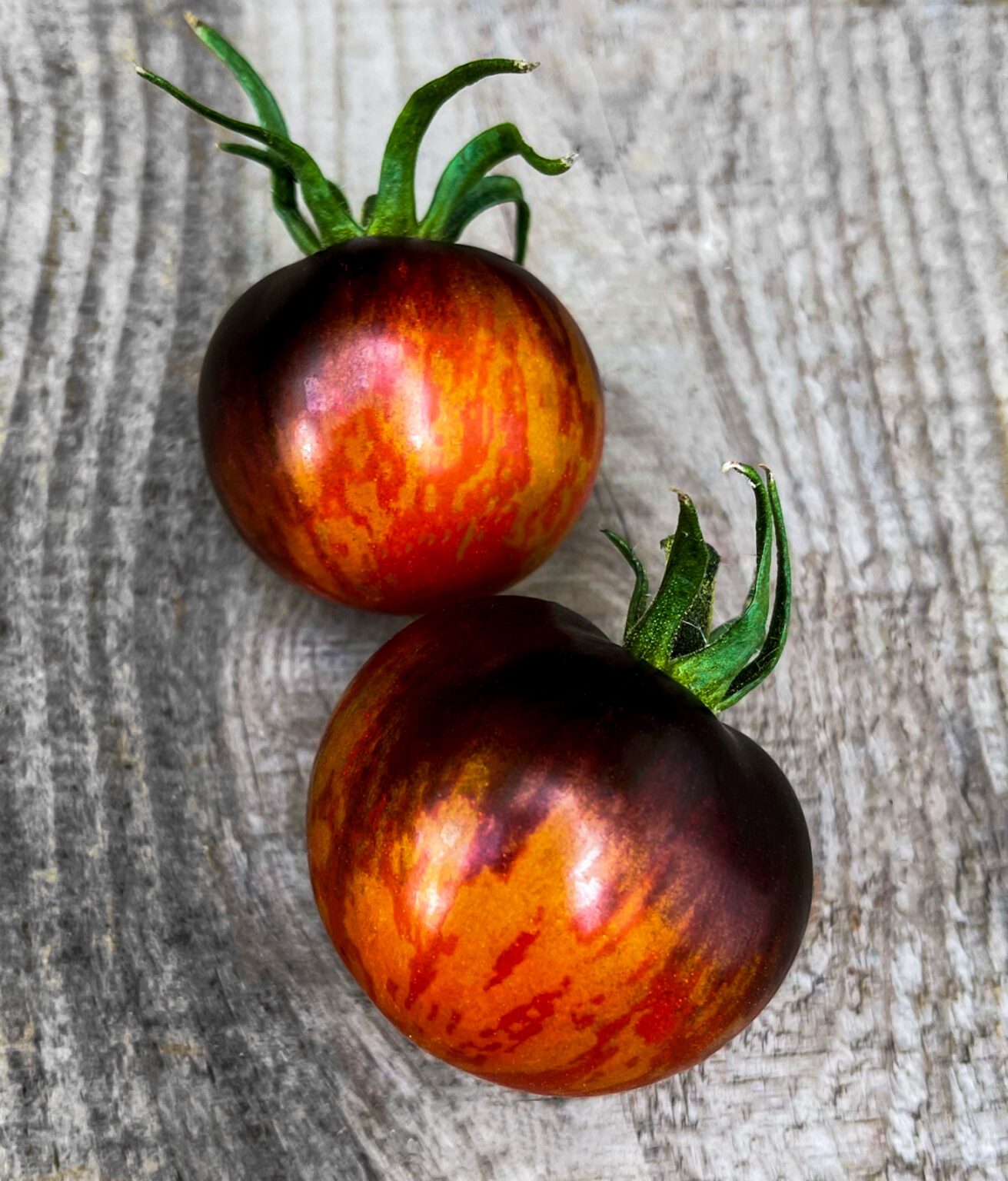 Buy Tomato Shadow Boxing Seeds | She Grows Veg