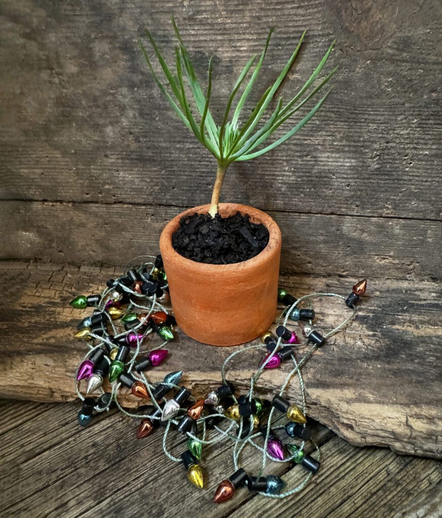 Grow Your Own Christmas Dinner Seed Bundle (with gift bag) | She Grows Veg