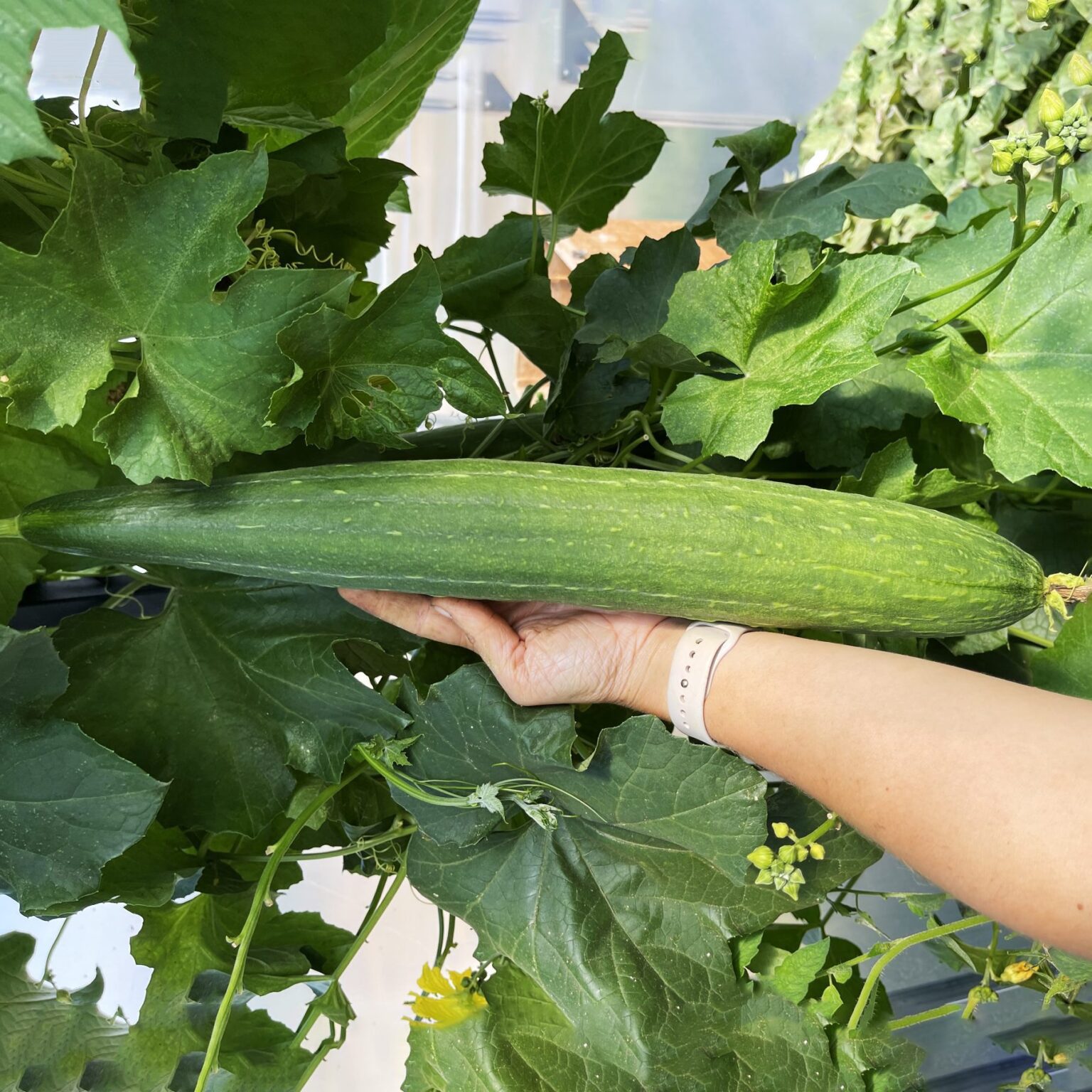 How to Sow and Grow Gourds | She Grows Veg