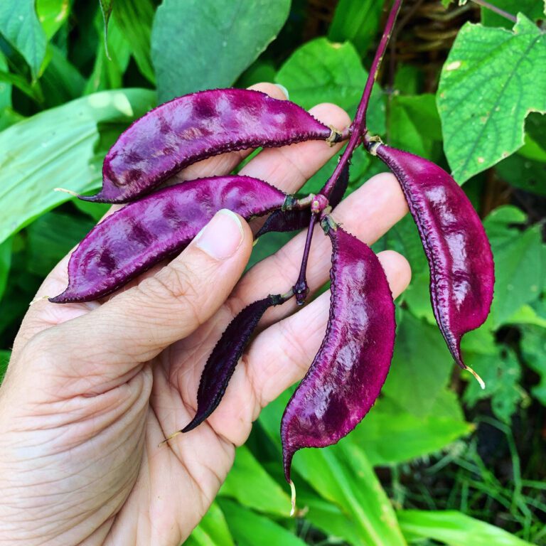 Buy Hyacinth Bean Ruby Moon Seeds | She Grows Veg