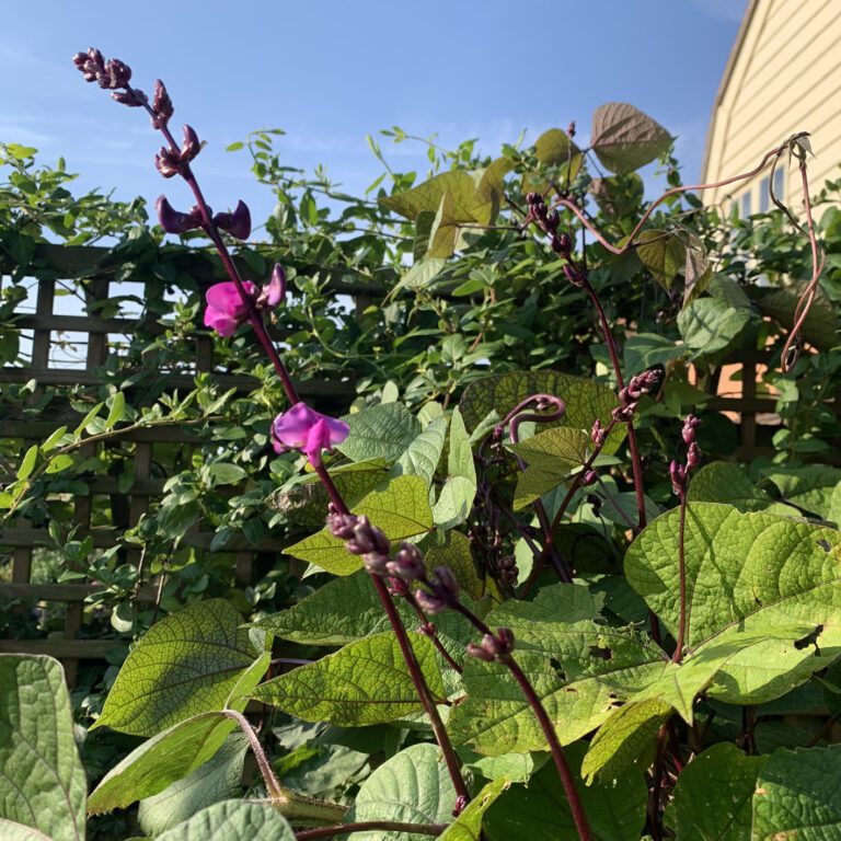 Buy Hyacinth Bean Ruby Moon Seeds | She Grows Veg