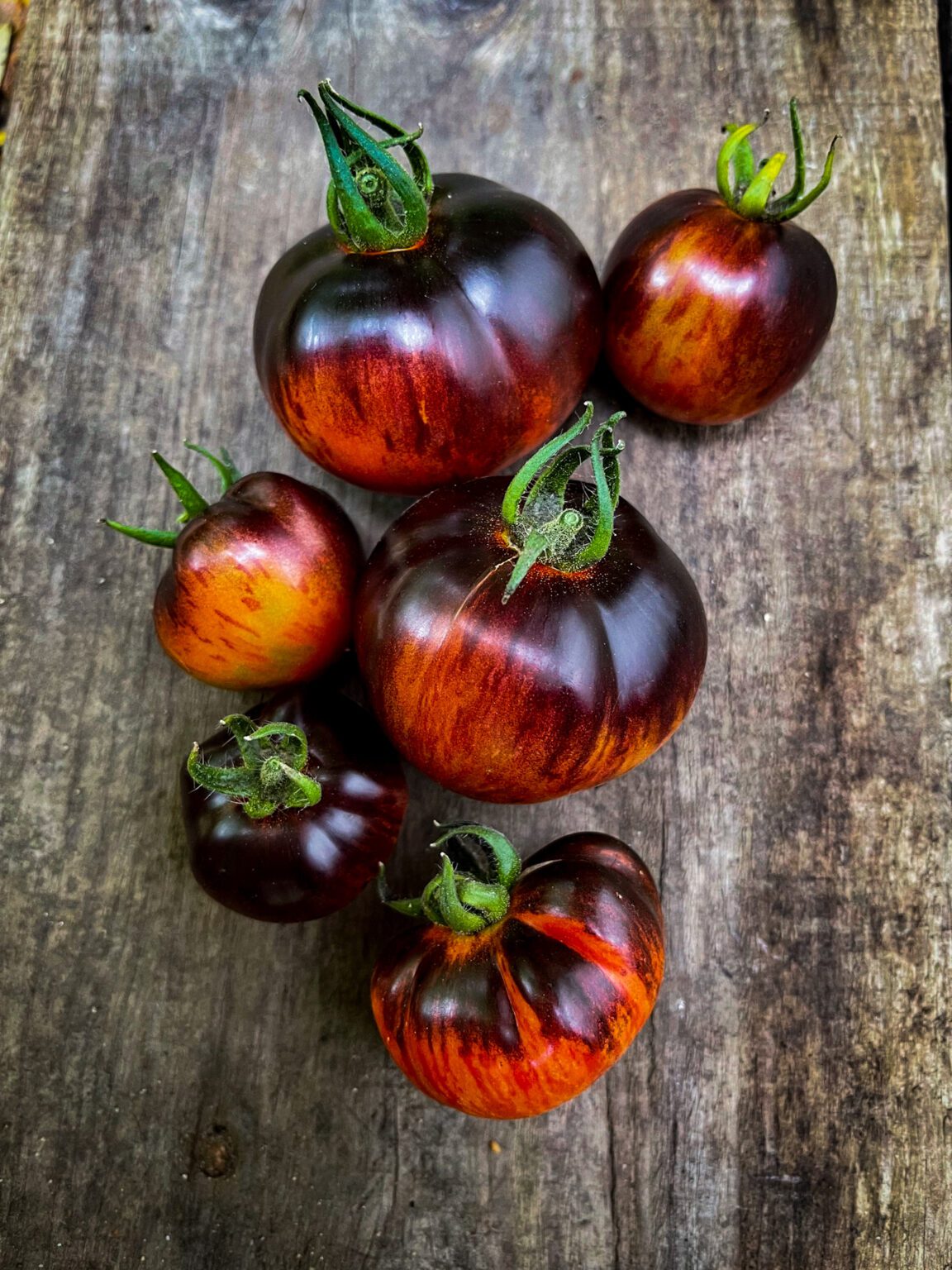 Buy Tomato Shadow Boxing Seeds | She Grows Veg